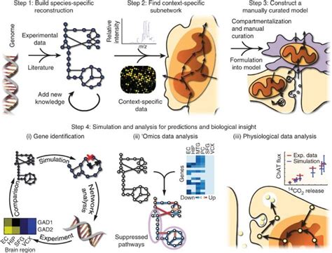 Large Scale In Silico Modeling Of Metabolic Interactions Between Cell