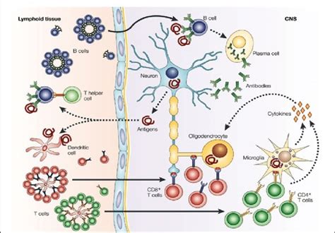 Representation Of Peripheral Immune System Infiltration Into Cns And