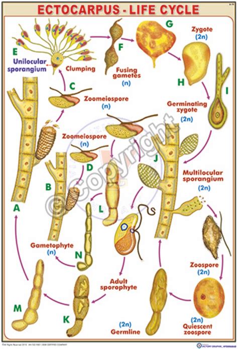 Ectocarpus Life Cycle Pdf