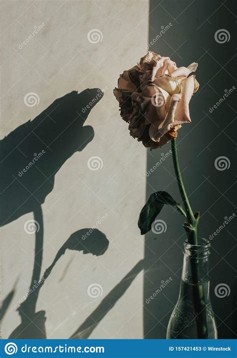 åœ£è¯žæ ¡èƒŒæ™¯ï¼Œä¸Šé ¢æœ‰ç ¯ç¬¼åŒå†°é›ªå¤ å °ç©ºé—´ï¼Œä¾›æ‚¨é˜…è¯æ