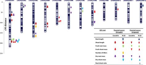 Map Positions Of Qtls For Eight Root And Shoot Traits On The Genetic