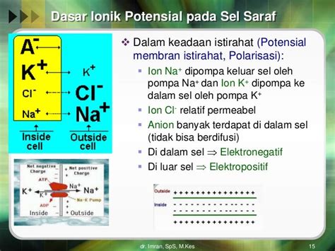 Fisiologi Sistem Saraf Dr Imran Sps M Kes