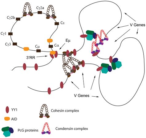 Frontiers Function Of Yy1 In Long Distance Dna Interactions Immunology