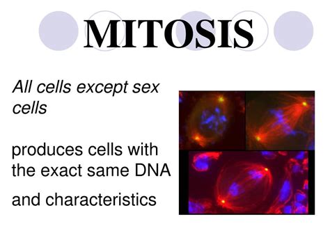 Ppt Objectives Identify Steps Of Cell Cycle Powerpoint Presentation