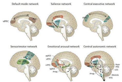 Insula Brain Model