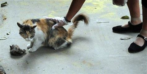 The Devastated Mom Mourning Cat Tries To Bring Back To Life Her Dead