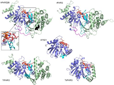 Comparison Of Hparg Catalytic Domain With Representative Structures Of