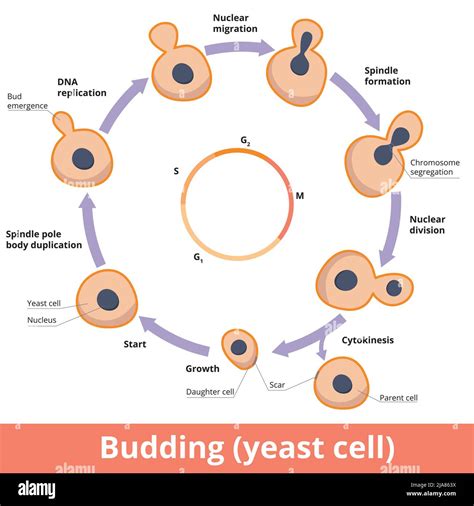 Detailed Scheme Of Yeast Budding Including Chromosome Segregation