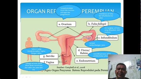 Jelaskan Organ Reproduksi Pada Wanita ~ Blog Fakta