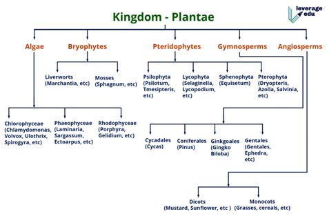Plant Kingdom Class 11 Notes Essay Writing Skills Neet Notes