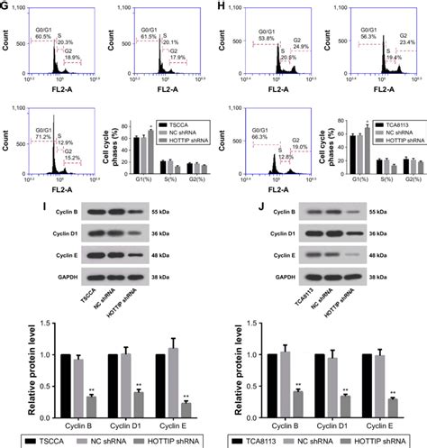 Silencing Of Hottip Inhibited Proliferation And Arrested Cell Cycle Of