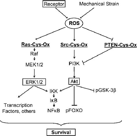 Ros Signaling In Cardiomyocyte Survival Pathways Involved In The