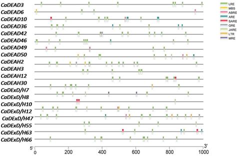The Cis Acting Elements In The Promoter Regions Of Selected Rna