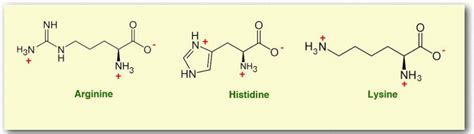 2 2 Structure And Function Amino Acids Biology Libretexts