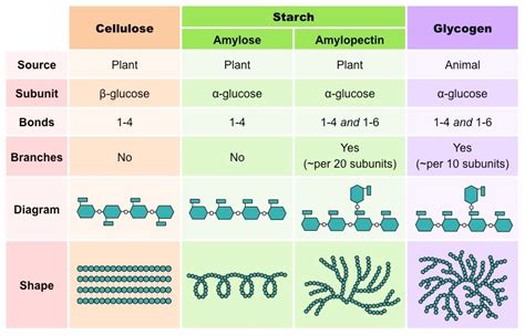 polysaccharide definition structure functions and examples
