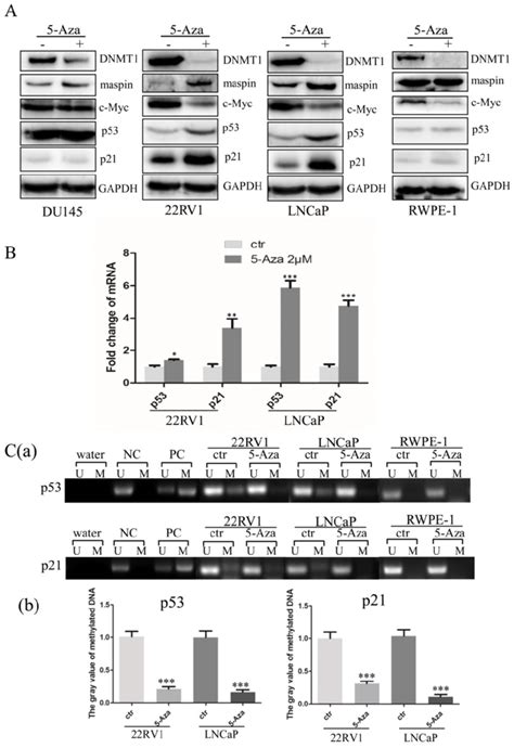 5 Aza Activated P53 And P21 Gene Transcription And Downregulated C Myc