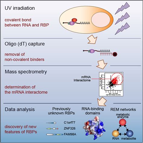 Insights Into Rna Biology From An Atlas Of Mammalian Mrna Binding