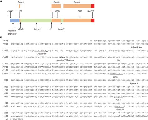Nucleotide Sequences Of The Fragment Of A Beta Actin Gene Isolated From
