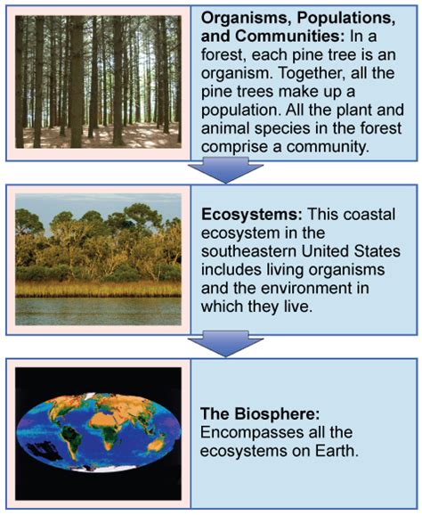 The Scope Of Ecology Biology For Majors Ii