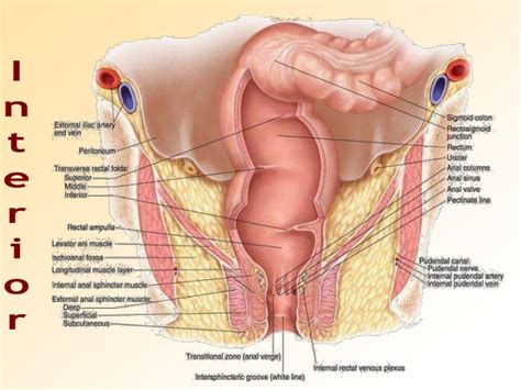 Anatomy Of Rectum