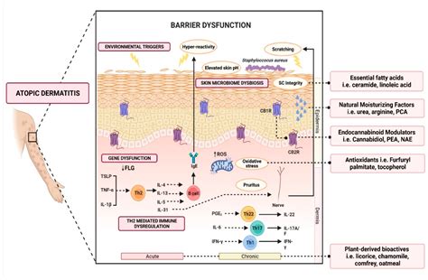 Moisturizing Additives For Atopic Dermatitis Encyclopedia Mdpi
