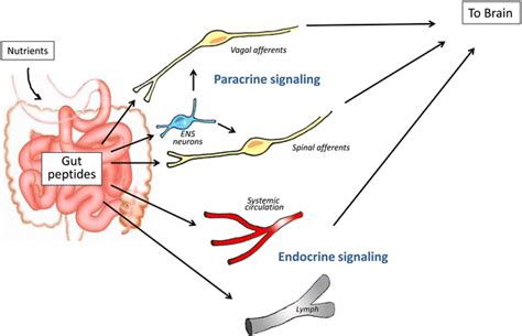 Gut–brain Communication Through Gut Peptides Gut Peptides Are Released