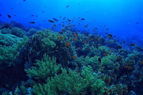 Premium Photo Coral Reef Background Underwater Marine Life Ecosystem