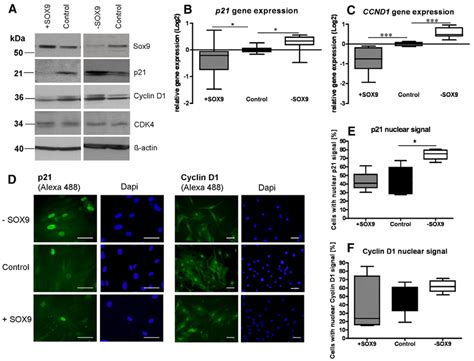 Analysis Of P21 Cyclin D1 And Cdk4 Expression A Immunoblot Analysis