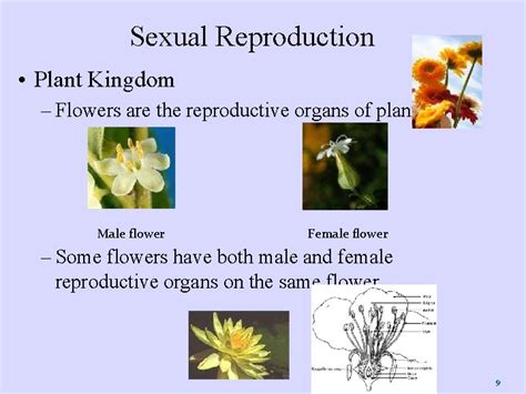 Methods Of Reproduction Sexual And Asexual Reproduction Reflection