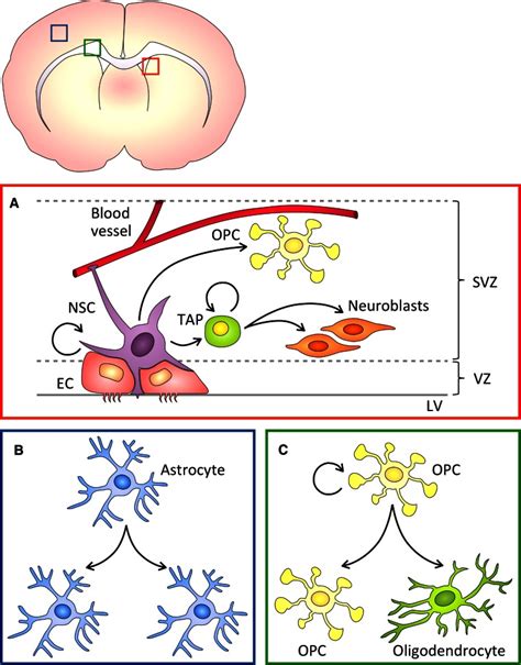 Progenitor Divisions In The Postnatal And Adult Brain A Neural Stem