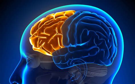 Prefrontal Cortex Hot Sex Picture