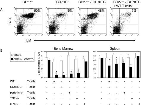Constitutive Cd27 Cd70 Interaction Induces Expansion Of Effector Type T
