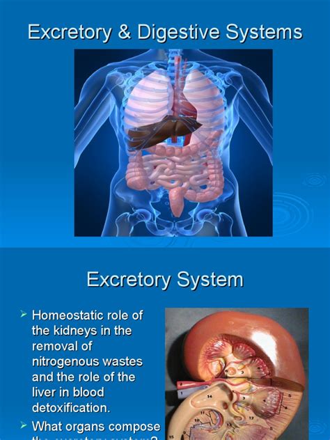 Digestive Syten And Excretory System