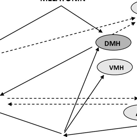 Schematic Representation Of Potential Hypothalamic Sites Of Interaction