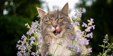 What Is Catnip Why Cats Like It