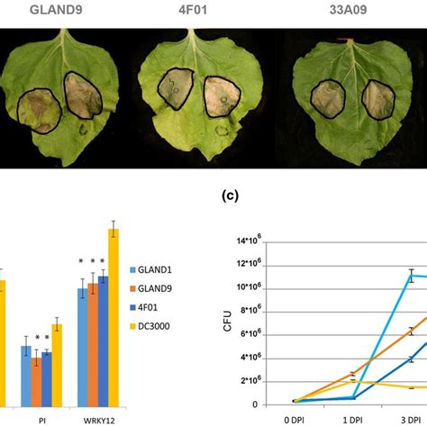 Outline Of Pamp‐triggered Immunity Pti And Effector‐triggered