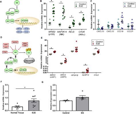 Noncanonical Gene Expression Patterns In Human Eoe Patients Implies