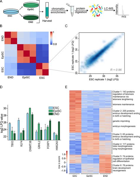 Escs Episcs And End Cells Show Distinct Chromatin Proteome Signatures