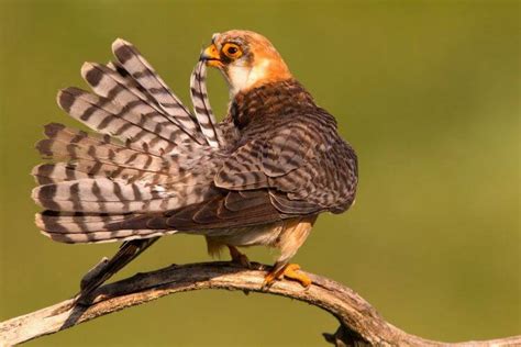 Bird Feathers Structure Types Uses And Fun Facts Nature Roamer