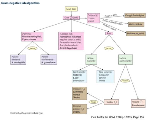 Gram Negative Rods Algorithm