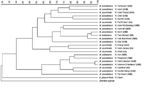 dendrogram constructed by cluster analysis upgma of rapd data of the