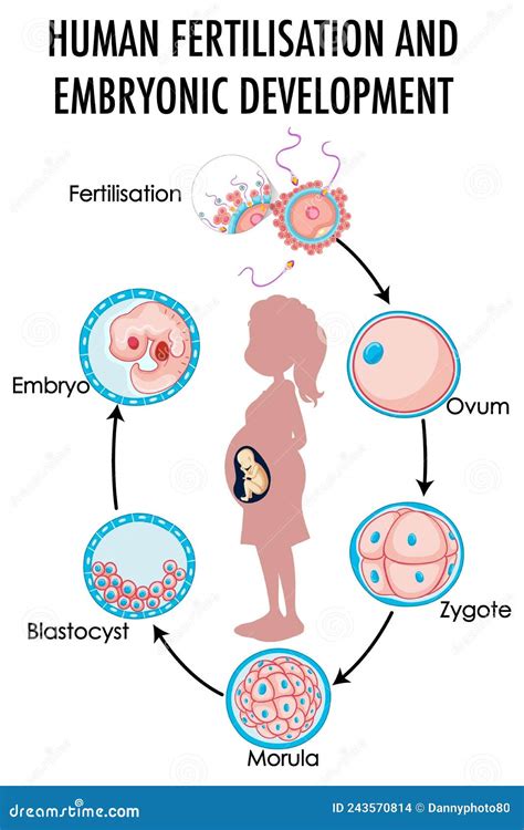 Human Fertilization Process Poster Cartoon Vector