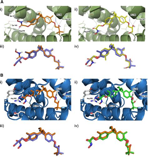 Modeling And X Ray Structural Data A Structures Obtained From Docking