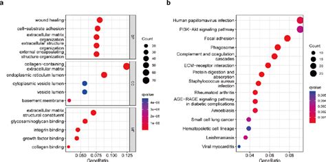 Go And Kegg Analyses Of The Target Genes A Go Analysis B Kegg Pathway