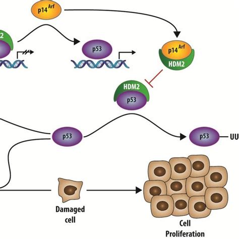 P14arf Increases The Levels And The Activity Of The Tumor Suppressor 53
