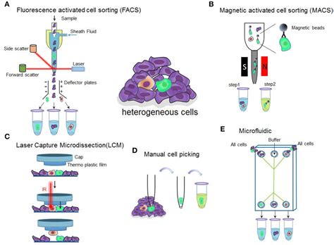 cell sorting services creative bioarray