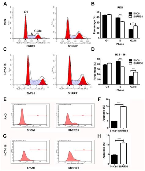 Knockdown Of Rrs1 Induces Cell Cycle G2 M Arrest And Apoptosis A B