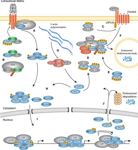 Frontiers Signaling In Fibrosis Tgf β Wnt And Yap Taz Converge