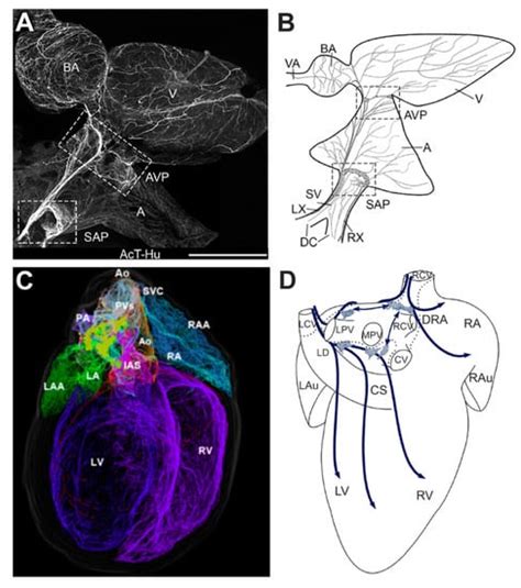 Jcdd Free Full Text The Intrinsic Cardiac Nervous System And Its
