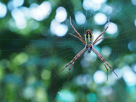 Hd Wallpaper Spider Bug Insect Legs Scary Spiderweb Macro